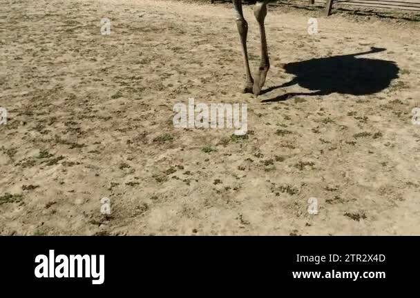 Feet and Shadow domesticated wild african ostrich (struthio camelus ...