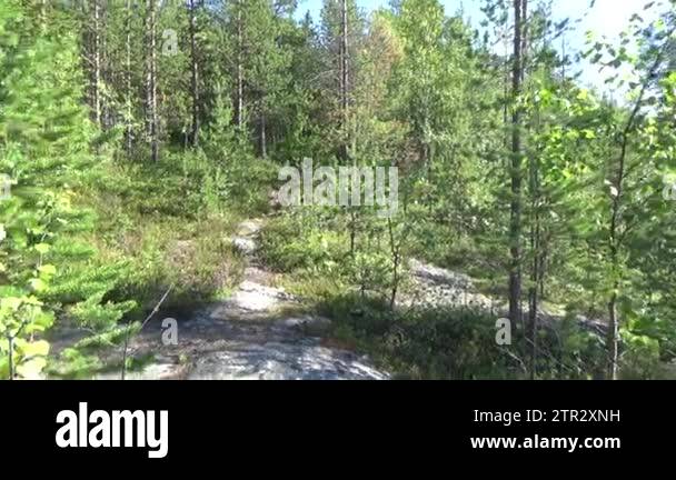 Polar forest Stock Videos & Footage - HD and 4K Video Clips - Alamy