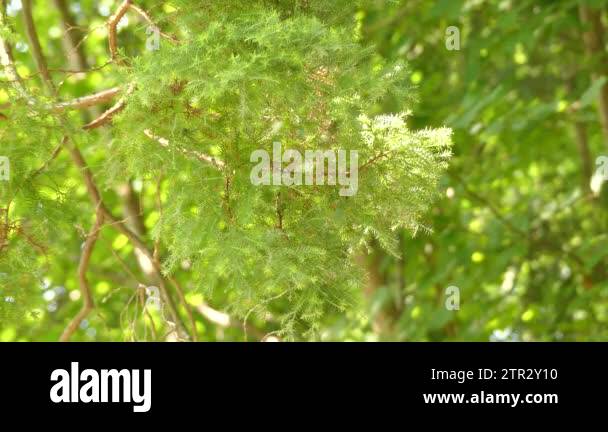 Chamaecyparis pisifera Squarrosa (sawara cypress or sawara Japanese) is ...