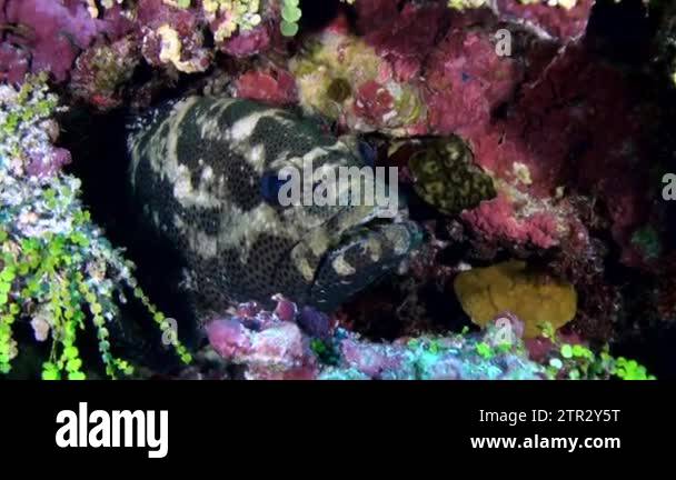Grouper wrasse Stock Videos & Footage - HD and 4K Video Clips - Alamy