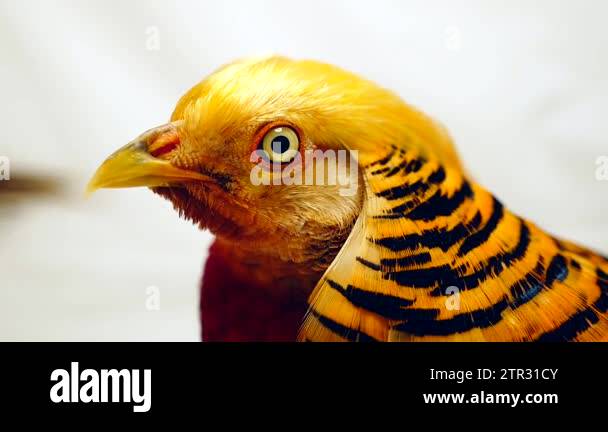 White pheasant Stock Videos & Footage - HD and 4K Video Clips - Alamy