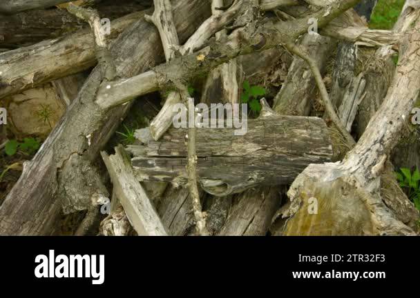 Rotten oak Stock Videos & Footage - HD and 4K Video Clips - Alamy