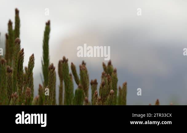Transfer focus: Pinus halepensis, commonly known as the Aleppo pine, is ...