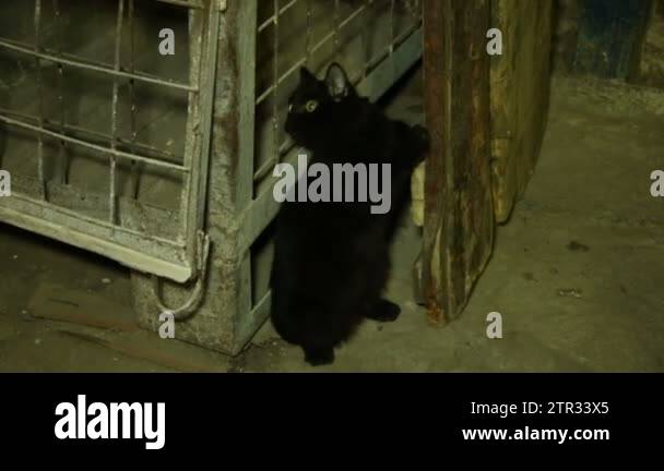 Sharpening the claws Stock Videos & Footage - HD and 4K Video Clips - Alamy