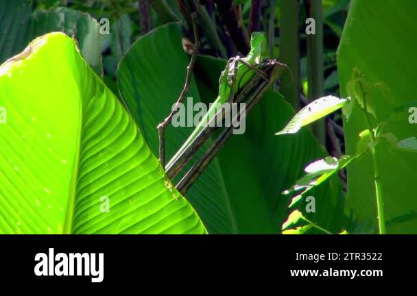Dead chameleon Stock Videos & Footage - HD and 4K Video Clips - Alamy