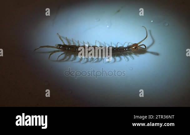 Predator legs Stock Videos & Footage - HD and 4K Video Clips - Alamy