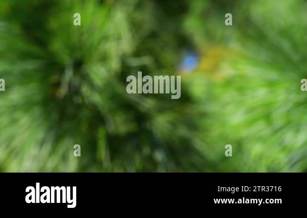 Pine is any conifer tree in the genus Pinus, of the family Pinaceae ...