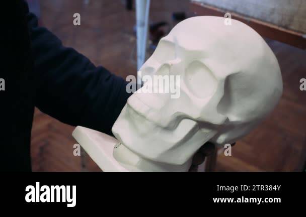drawing a human skull. The artist draws a sketch of a human skull, from ...