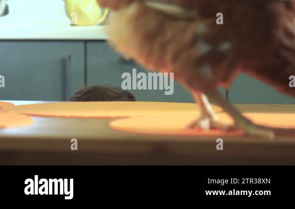 Chicken catch Stock Videos & Footage - HD and 4K Video Clips - Alamy