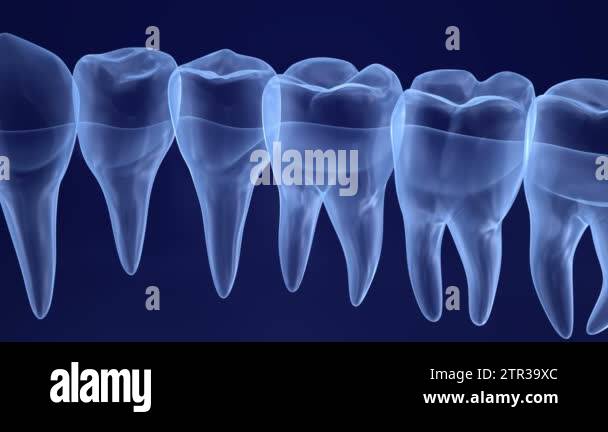 Transparent teeth, xray view. 3D animation Stock Video Footage - Alamy