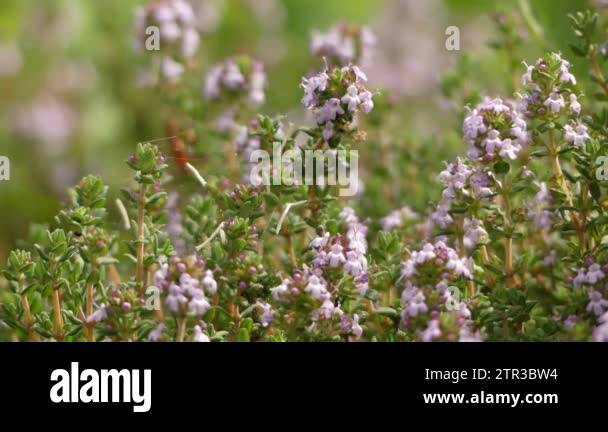 Thymus vulgaris common thyme Stock Videos & Footage - HD and 4K Video ...