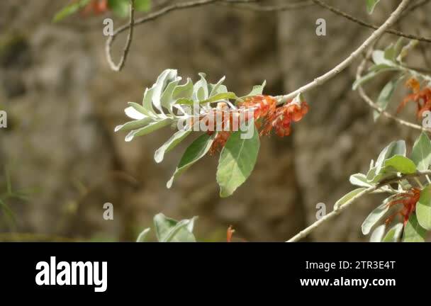 Ajugoideae Stock Videos & Footage - HD and 4K Video Clips - Alamy