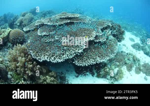 A beautiful and healthy coral reef thrives near the island of Alor ...