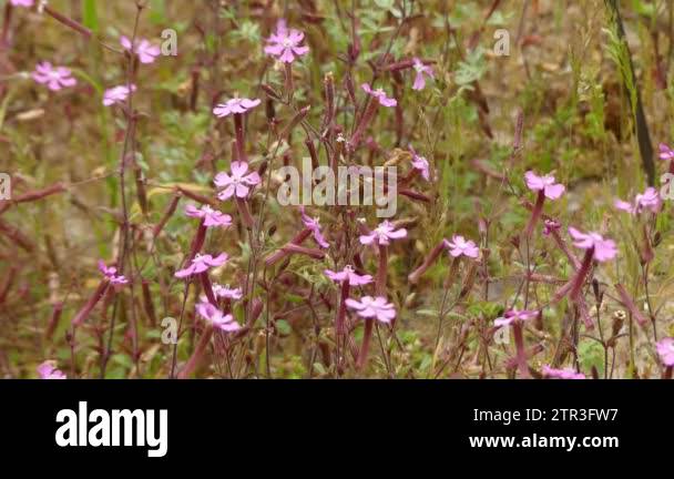 Silene cambessedesii. Silene is a genus of flowering plants in the ...