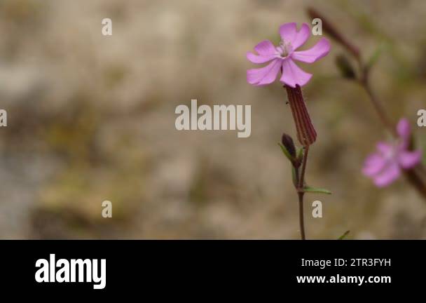 Silene cambessedesii. Silene is a genus of flowering plants in the ...