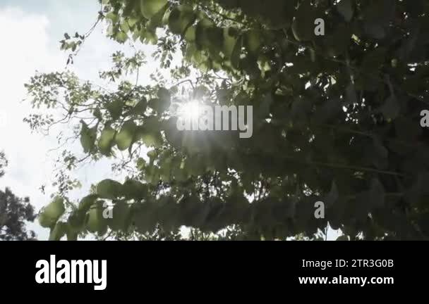 Breaking leaves Stock Videos & Footage - HD and 4K Video Clips - Alamy