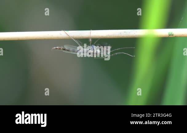 Insect close-up. Gnats and mosquitoes sits on horizontal leaf of grass ...