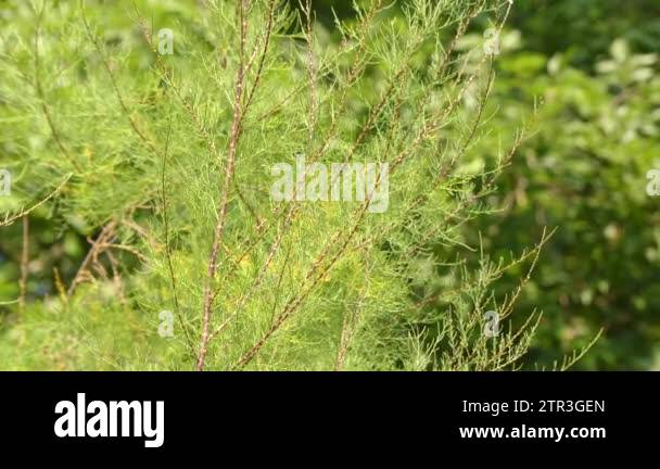 Tamarix gallica, French tamarisk, is deciduous, herbaceous, twiggy ...