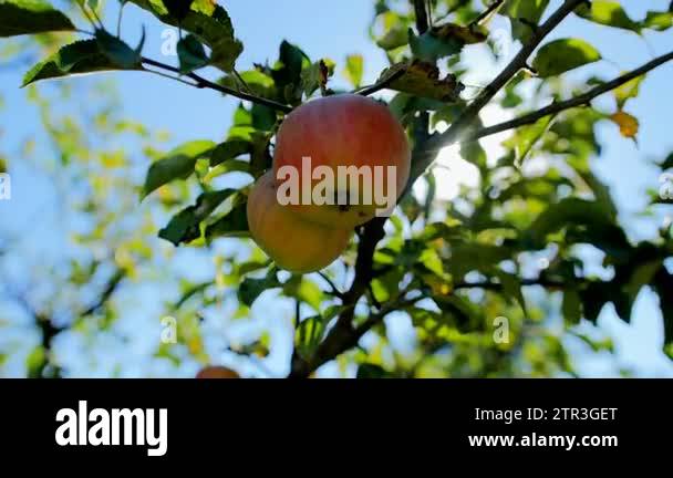 Red apple hanging on tree Stock Videos & Footage - HD and 4K Video ...