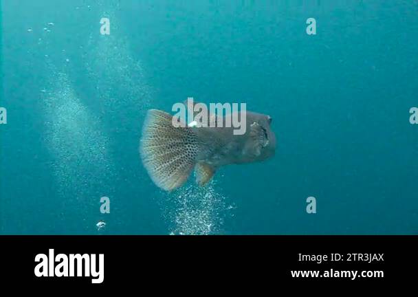 Exciting underwater diving in the Andaman sea. Thailand. Arothron fish ...