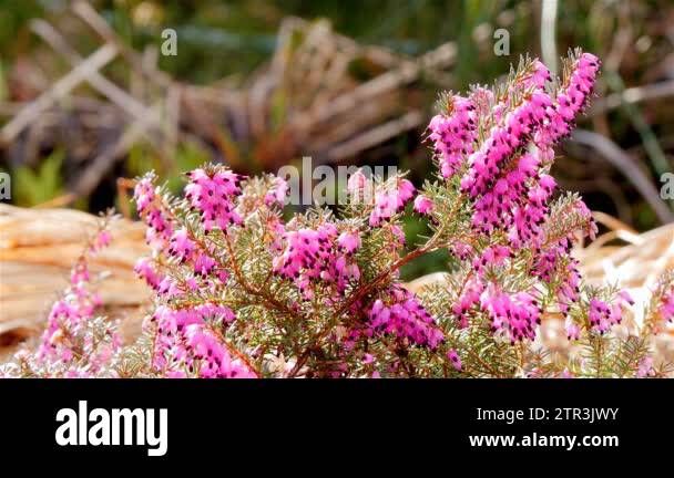 Pink insects Stock Videos & Footage - HD and 4K Video Clips - Alamy
