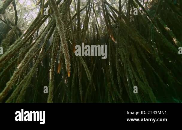 Tree roots and rocks in Yucatan Mexican cenote Stock Video Footage - Alamy