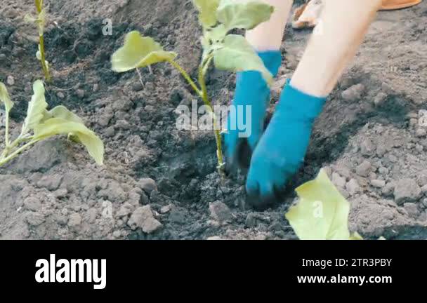 Blue root fruit Stock Videos & Footage - HD and 4K Video Clips - Alamy
