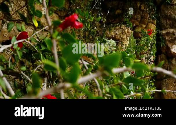 Beautiful red flowers in Antoni Gaudi's Park Guell, Barcelona, Spain ...