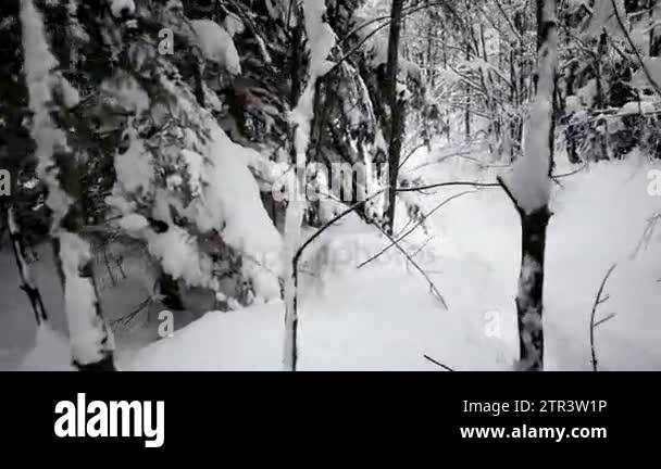 Winter Trip Through the Woods. Walking on a Path Inside a Forest ...