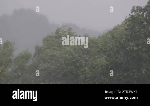 Storm and shower with lightning. Heavy rain with black clouds and wind ...