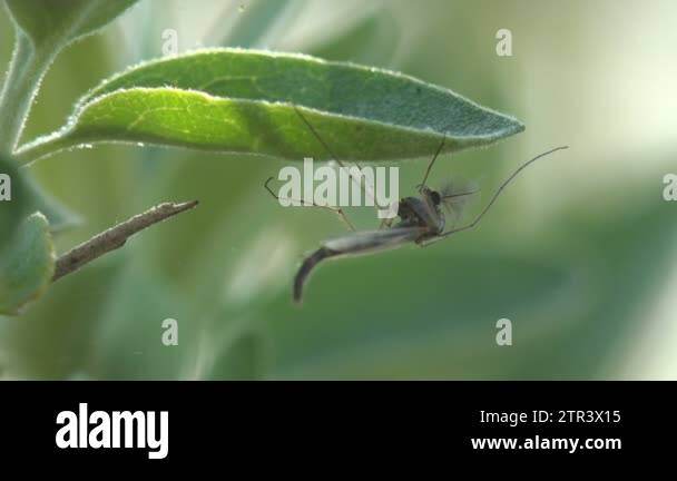 Insect close-up. Gnats and mosquitoes sits on horizontal leaf of grass ...