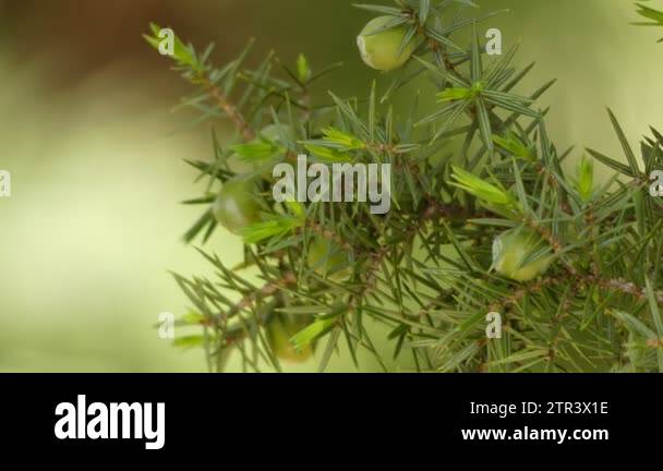 Juniperus oxycedrus (prickly juniper, cade juniper and cade (from ...