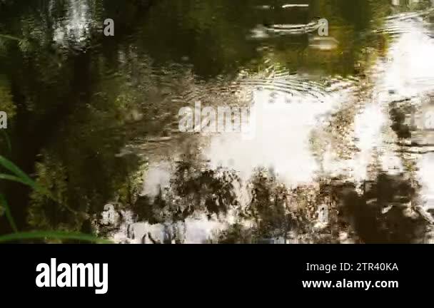 Summer rain in the forest. Rainforest with stream flowing through it ...