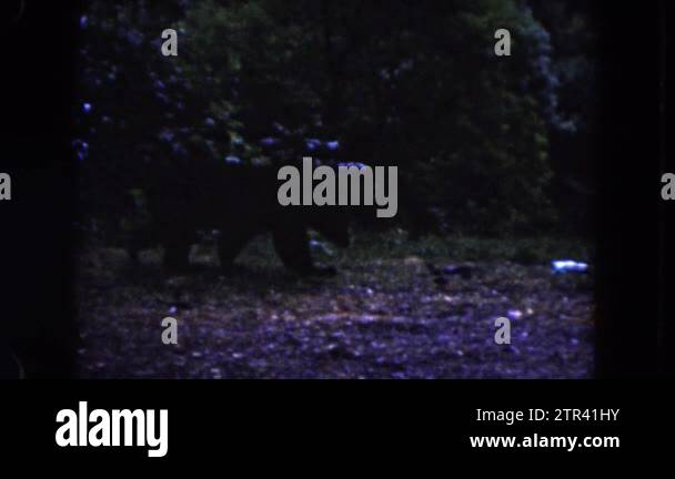 Line cub Stock Videos & Footage - HD and 4K Video Clips - Alamy