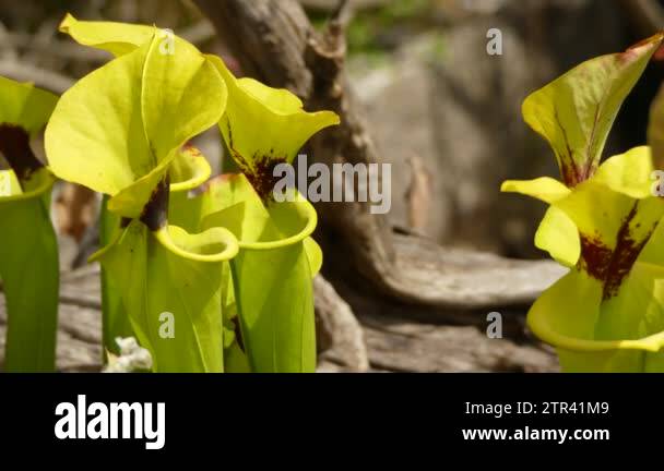 Purple trumpet leaf Stock Videos & Footage - HD and 4K Video Clips - Alamy