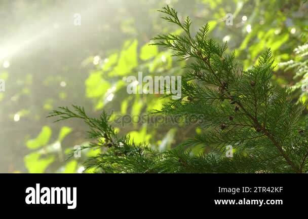 Lawson false cypress Stock Videos & Footage - HD and 4K Video Clips - Alamy