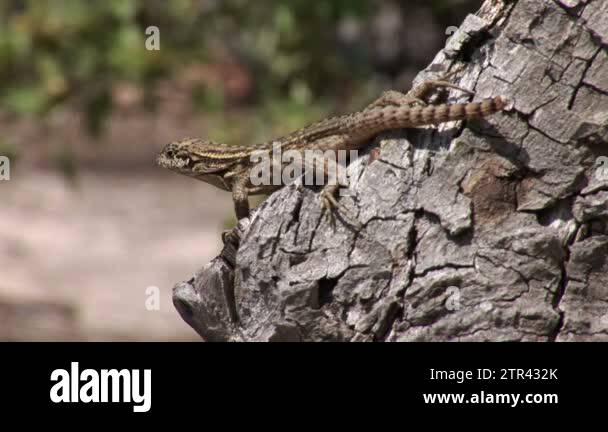 National tree of the bahamas Stock Videos & Footage - HD and 4K Video ...