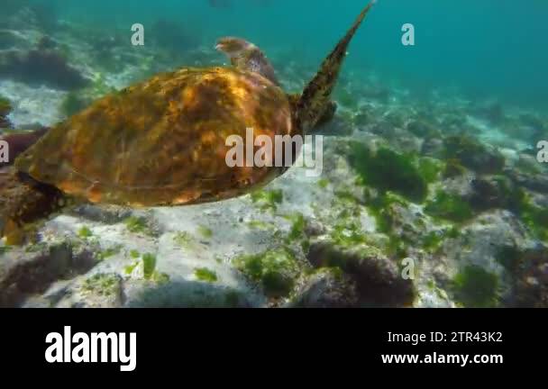 Underwater scene sea turtle Stock Videos & Footage - HD and 4K Video ...