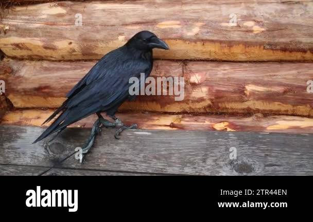 Raven claw Stock Videos & Footage - HD and 4K Video Clips - Alamy