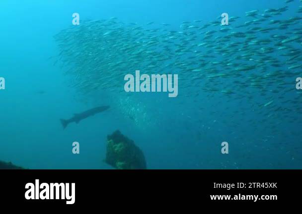 Great barracuda sphyraena scuba Stock Videos & Footage - HD and 4K ...