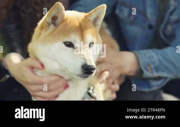 Loving owners of shiba inu dog are petting and fussing their pet ...