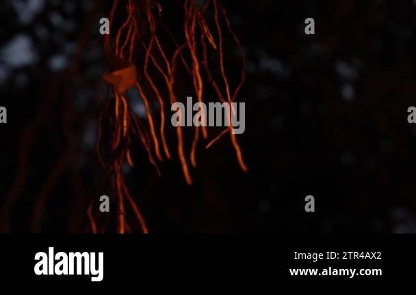 Night roots Stock Videos & Footage - HD and 4K Video Clips - Alamy