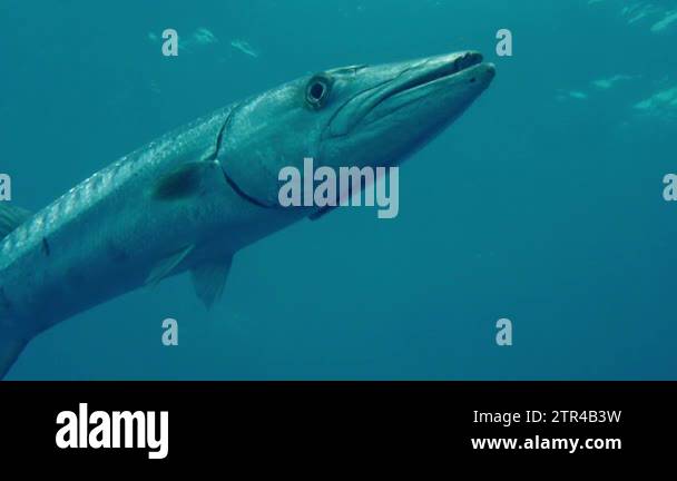 Big barracuda sphyraena Stock Videos & Footage - HD and 4K Video Clips ...