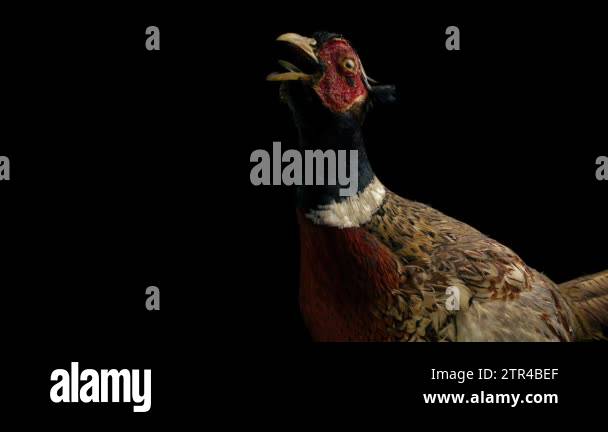 Pheasant bird table Stock Videos & Footage - HD and 4K Video Clips - Alamy