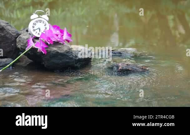 Alarm clock flower bouquet Stock Videos & Footage - HD and 4K Video ...
