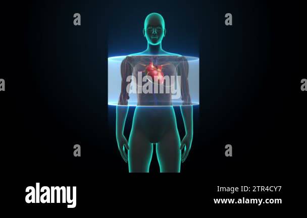 Zooming front Female body and scanning heart. Human cardiovascular ...