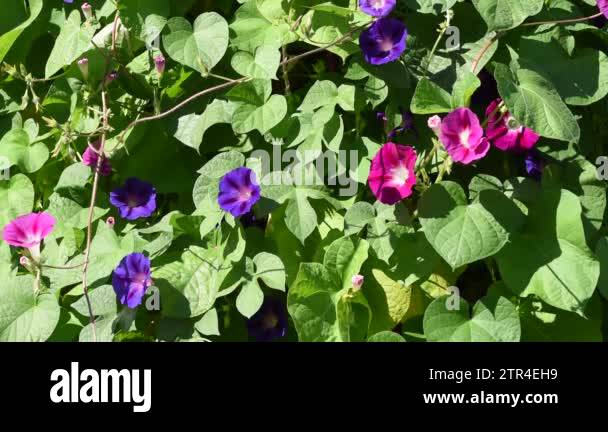 Red blue garden flowers bindweed Stock Videos & Footage - HD and 4K ...