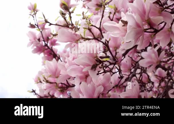 Ornamental magnolia tree Stock Videos & Footage - HD and 4K Video Clips ...