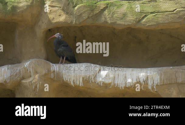 Niche habitats Stock Videos & Footage - HD and 4K Video Clips - Alamy