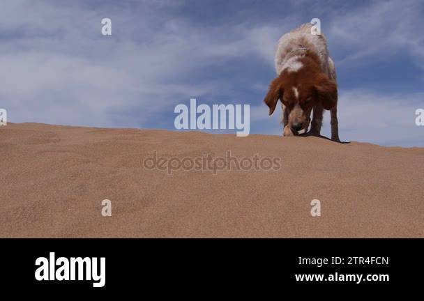 Dog find something in the sand - Epagneul breton - Brittany Stock Video ...